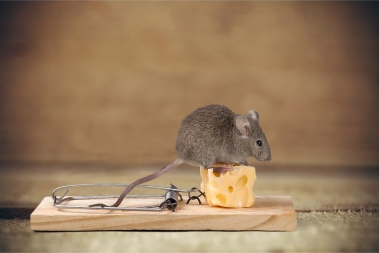 How to Mouse Proof a Camper (Quick DIY Guide)